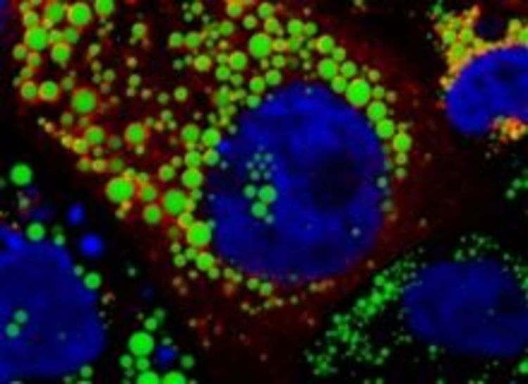 Principles of HCV assembly and entry and their role in virus persistence