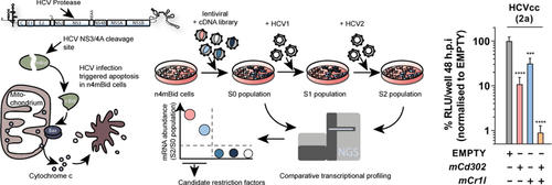 Mechanisms of HCV tissue and species tropism: A guide for development ...